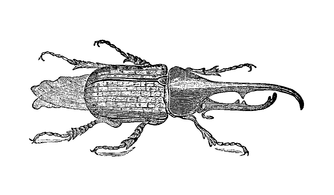 Digital Stamp Design: Free Insect Digital Stamps: 2 Vintage Bug Beetle ...