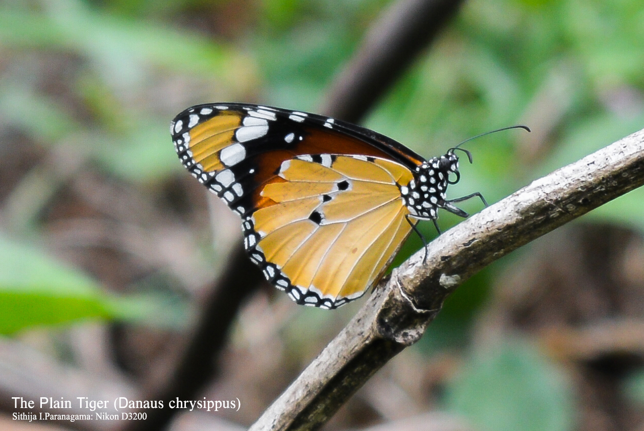 Butterflies of Sri Lanka - #08 Plain Tiger