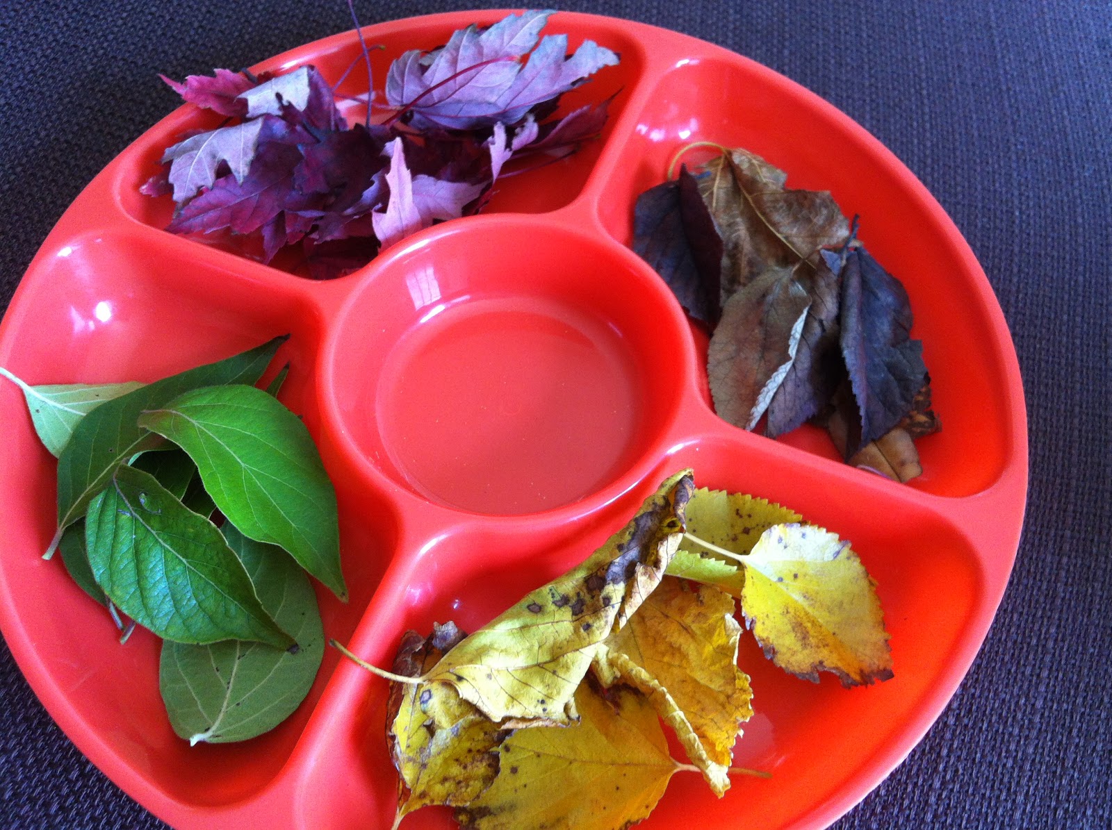 Handmade by CJ: Fall Leaf Sorting