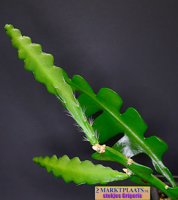 stekjes Grigoris: Verzorgingsblad : Disocactus anguliger