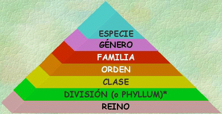Ciencia y científicos: Linneo: el hombre que dio nombre a los seres vivos