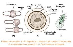 Annisa :): MAKALAH BAKTERIOLOGI