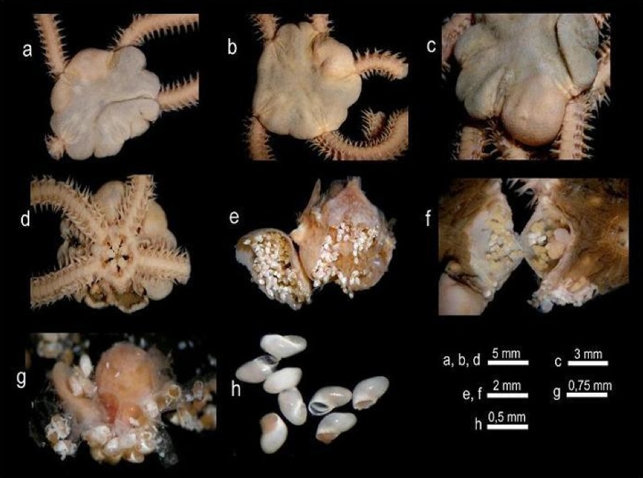 Rafael Microfauna Marina: Symbiosis: Amphiura - Eulimidae (parasitism)