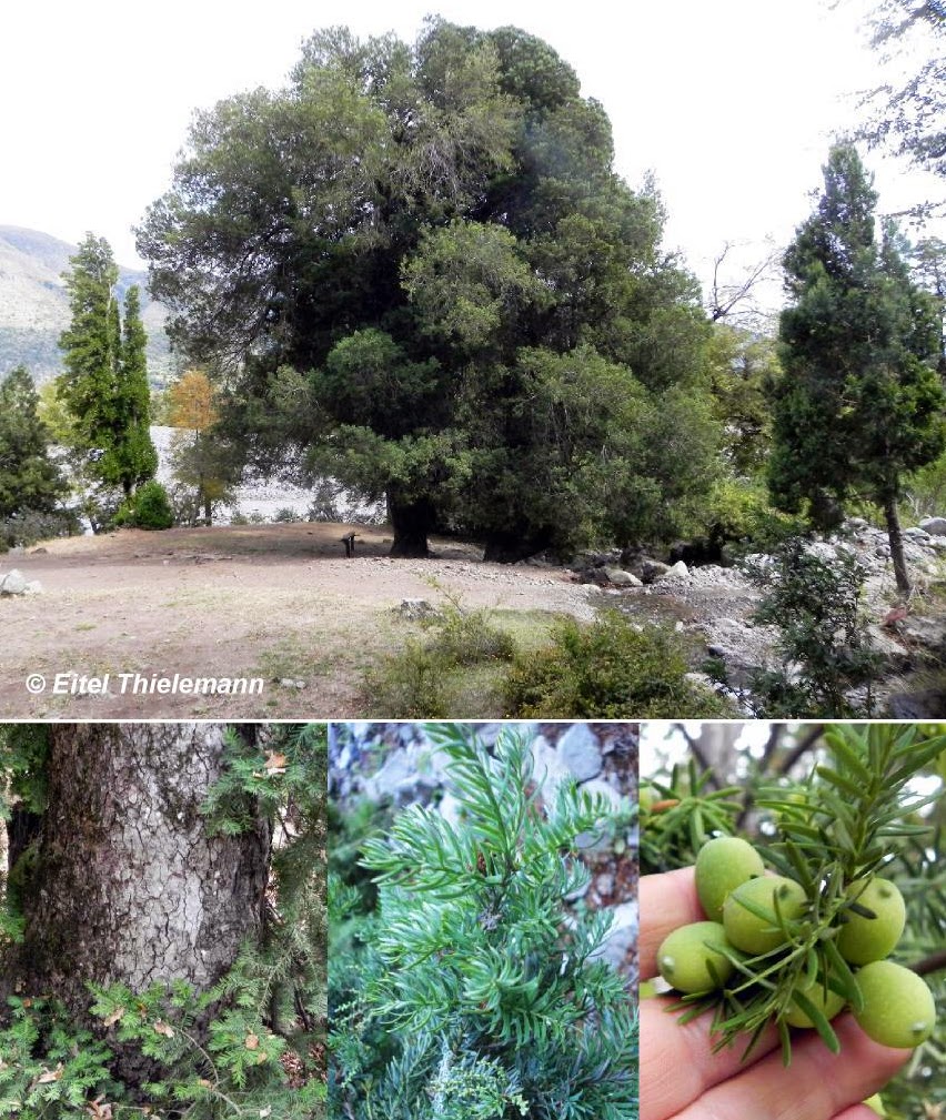Apuntes botánicos: ÁRBOLES CHILENOS