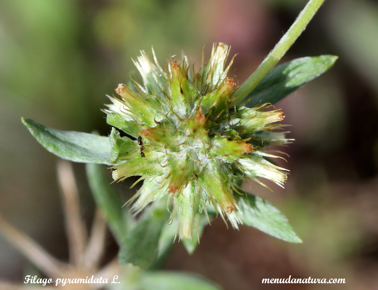 Menuda Natura: Filago pyramidata L.