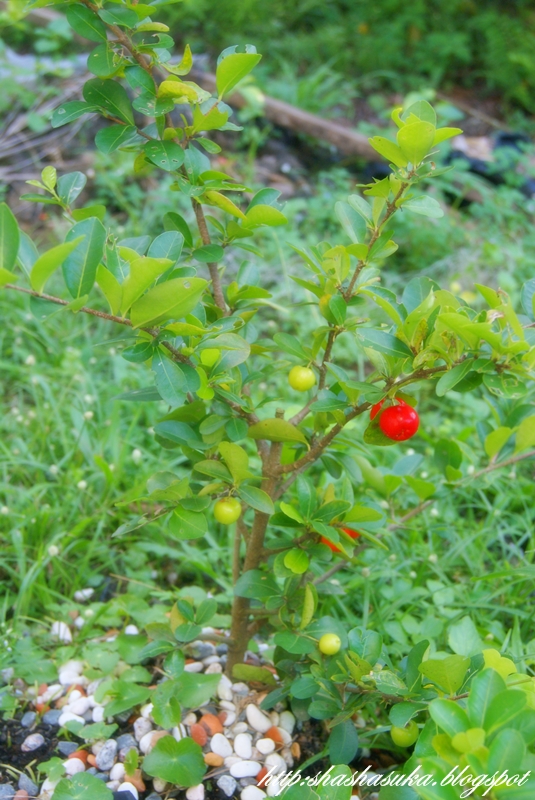 HoBi & KoleKsikU...: Pokok Ceri Lebat Berbuah!