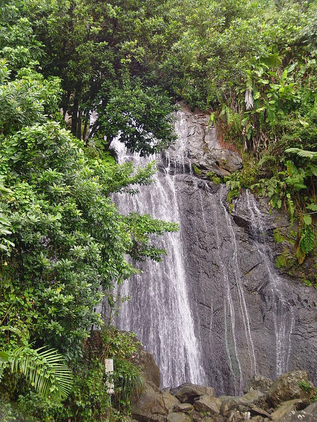 Drive of the Day: Riding The Rain Forests Of Puerto Rico
