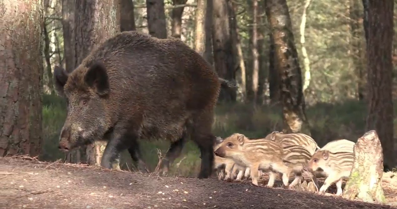 MYSLIVOST: Bachyně se selaty v lese. #Černá zvěř - bachyně, Sele ...