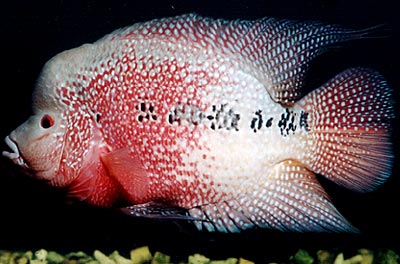Fish Pictures: Flowerhorn cichlid, Louhan