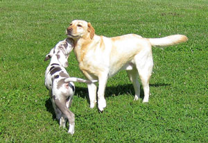 Dave Chupp's Blogspot: Your Dog and Your New Puppy - The Early Days
