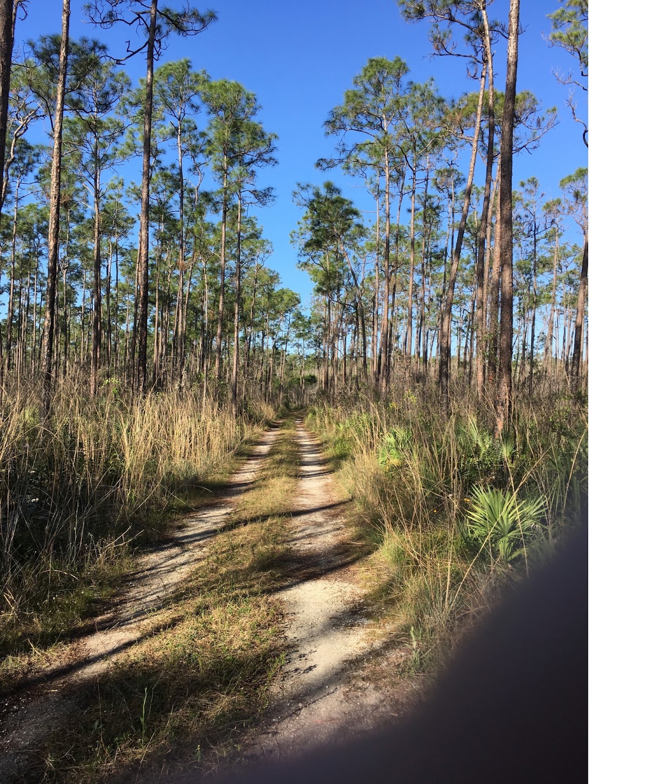 Chuck's Adventures: Biking Florida's Long Pine Key Trail