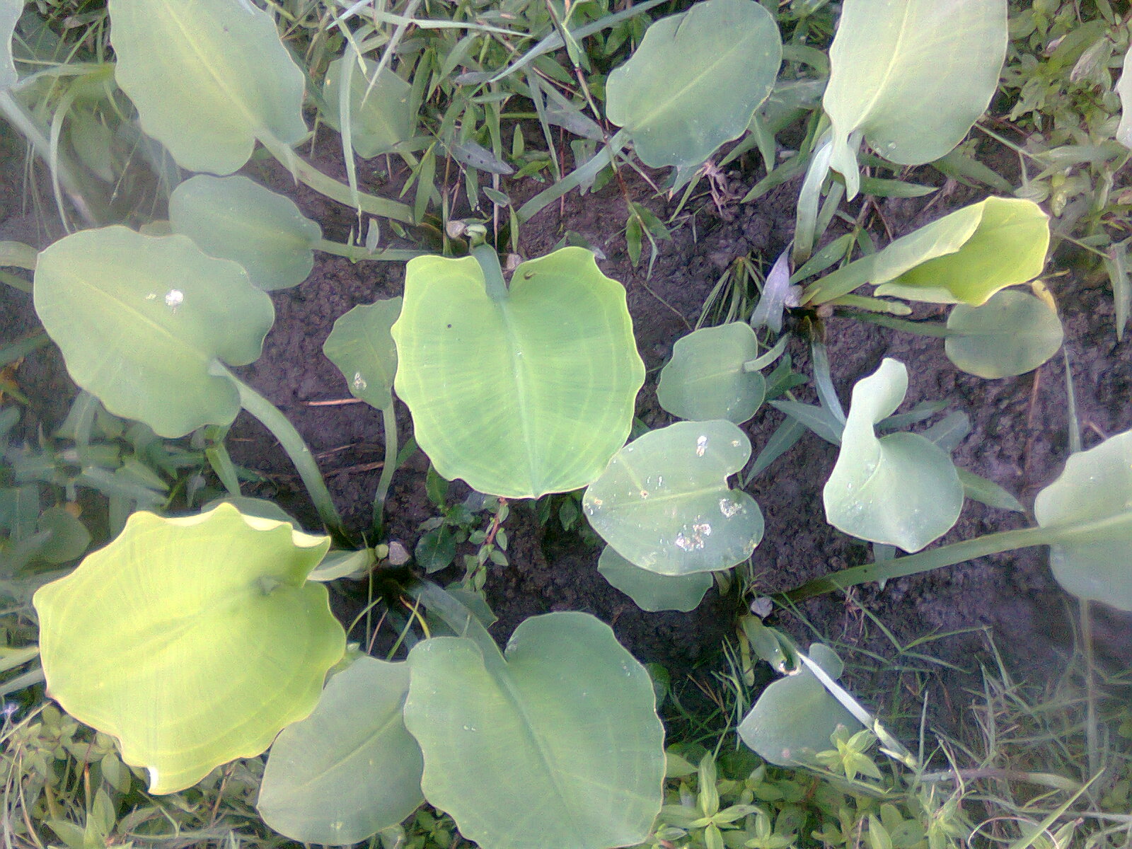 2 Jenis Tanaman Yang Bisa Ditanam Di Parit Sawah - Guru Ilmuan