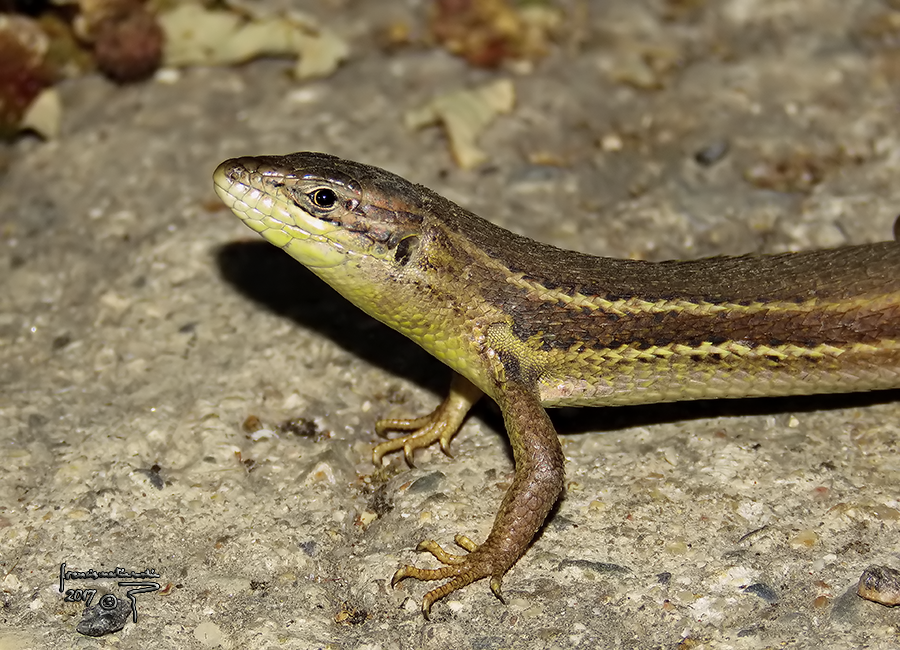 Pelisque jhurdano: Lagartija colilarga (Psammodromus algirus) Linneo 1758