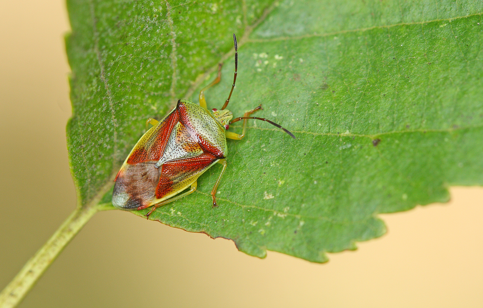 JJ's Photographic nature blog: September 2012