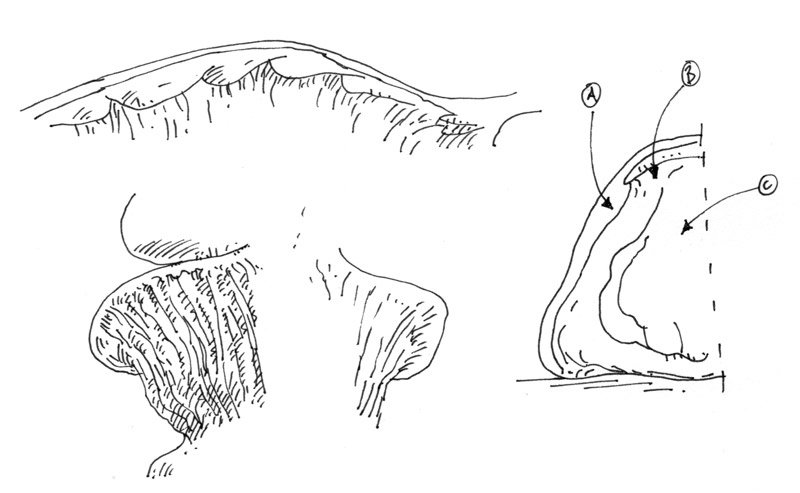 Scribblings or Something: On the Physiology of... the Otyugh - Part Five.