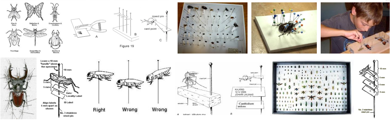 Handling of collected insects - Zoologist World