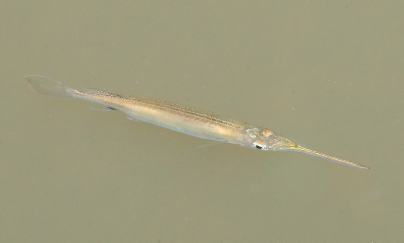 A Wandering Naturalist: Sarawak: Damselfies at Semenggoh