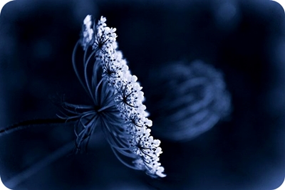 AZ INDIGÓ ÜZENETE: Újabb magánbeszélgetés Nancy Tappe-el (2002-ben)