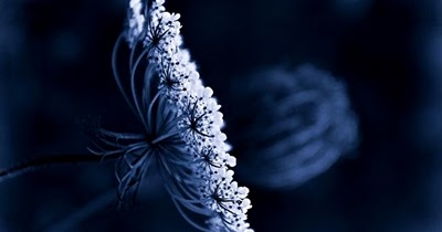 AZ INDIGÓ ÜZENETE: Újabb magánbeszélgetés Nancy Tappe-el (2002-ben)