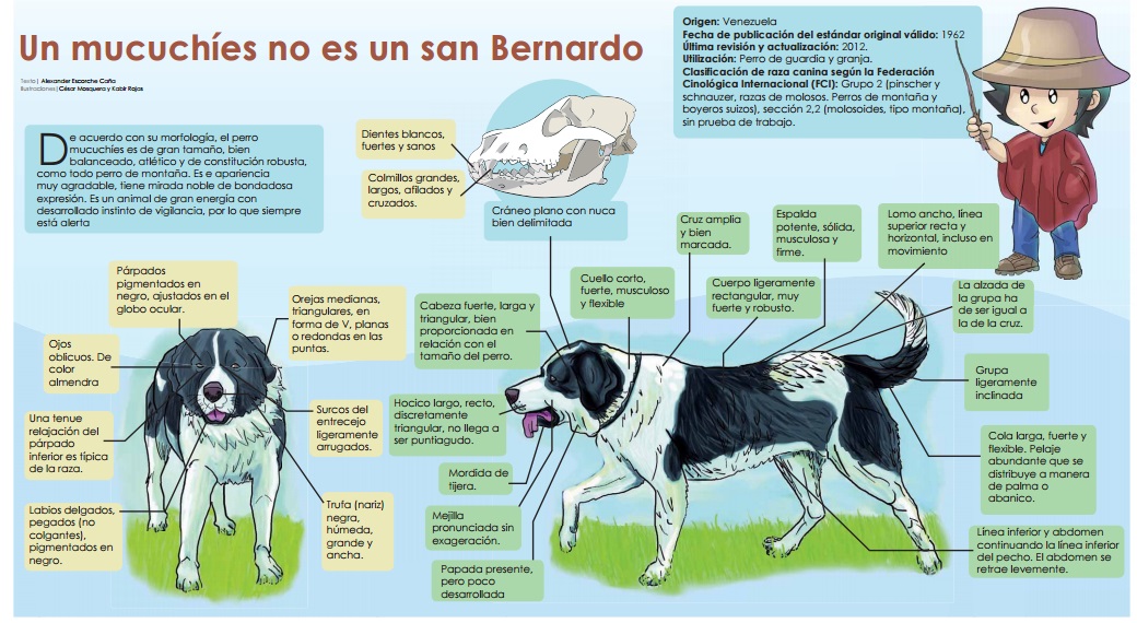 * CLUB CANINO DEL ESTADO ARAGUA *: Perro mucuchíes: Raza canina oficial ...