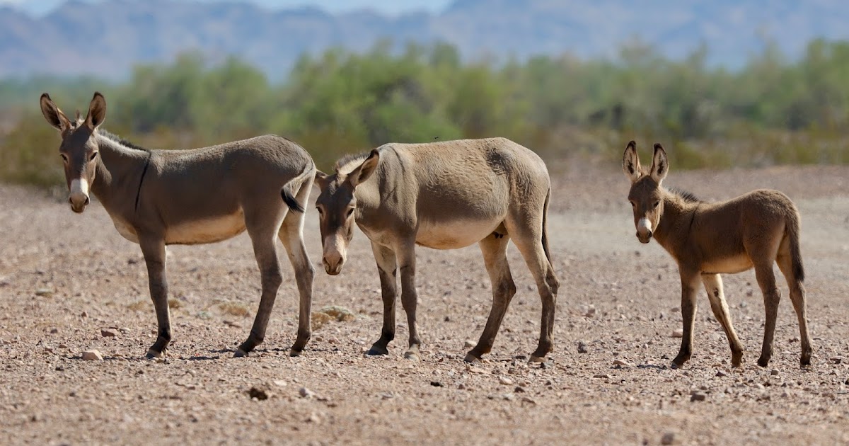 The Azure Gate: Imperial National Wildlife Refuge: Wild Burros