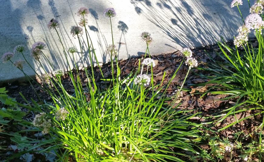 Future Plants by Randy Stewart: Allium