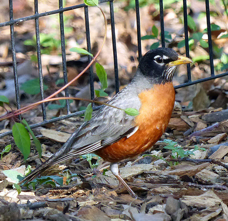 A Perth Bird Diary: More Central Park birds