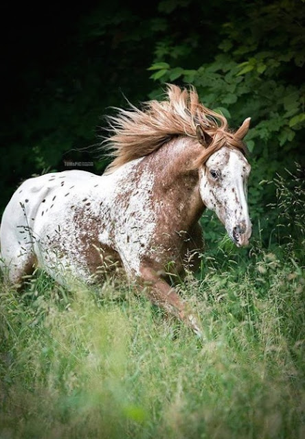 Tacchi a Cavallo: The Knabstrupper horse at Fieracavalli Verona 2015