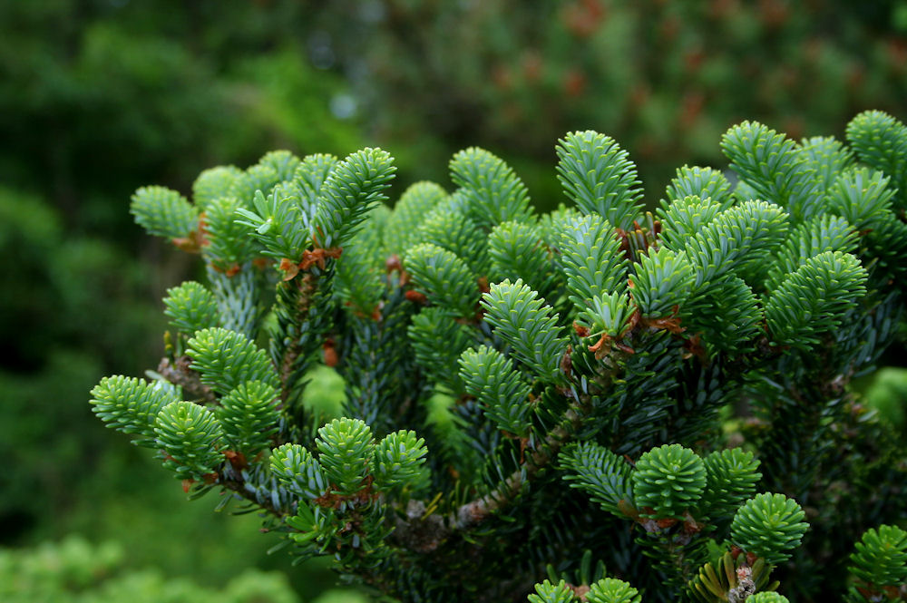 Free Image Bank: Flores en el bosque - Flowers in the forest