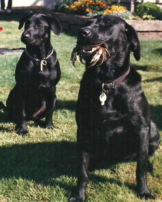 What? - Murr Brewster