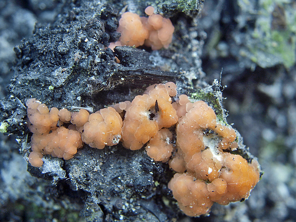 Gombahatározás mikroszkóppal (is): Pyronema omphalodes parázsló tűznyom ...