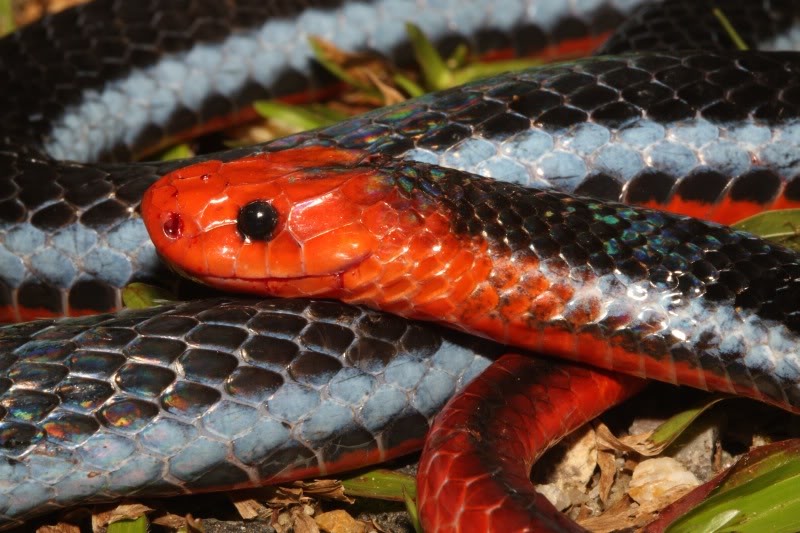 clube de montanhismo de braga: Cobras venenosas de todo o mundo (parte 1)