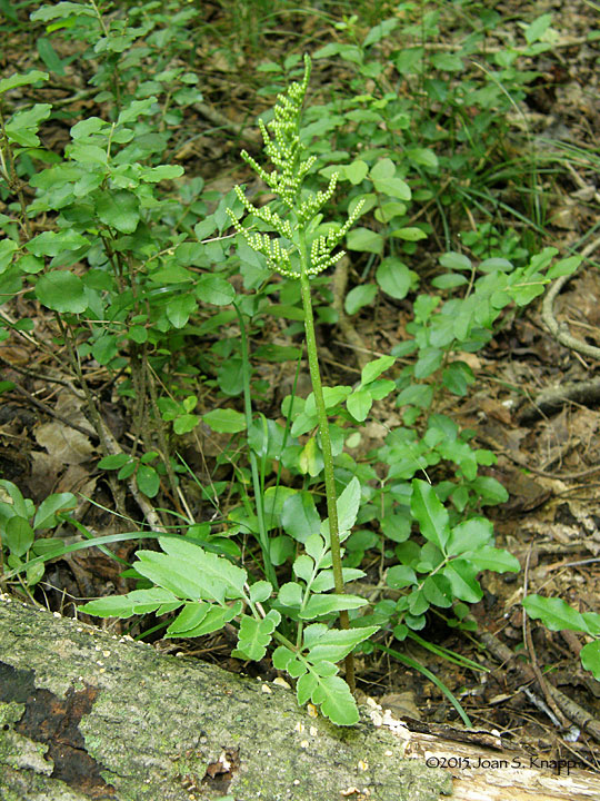Botrychium Biternatum