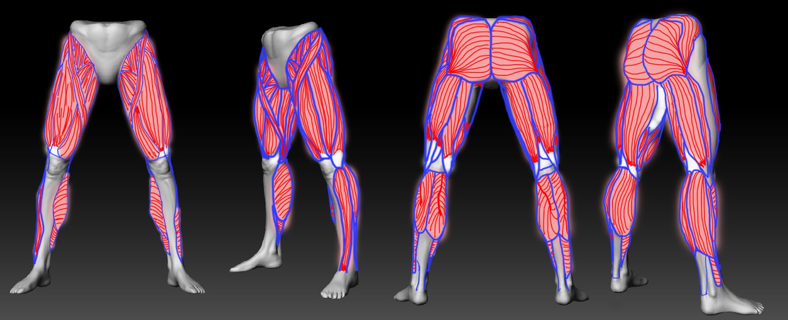 Dibujo- Anatomía piernas