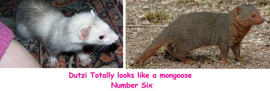 The Adventures Of Otterwoman: It's a crazy wild mongoose!