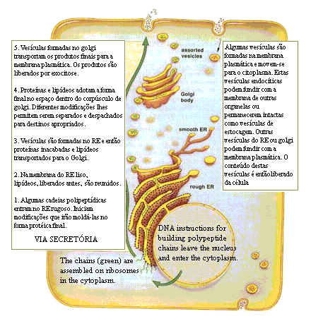 A Biologia da Célula: Complexo Golgiense