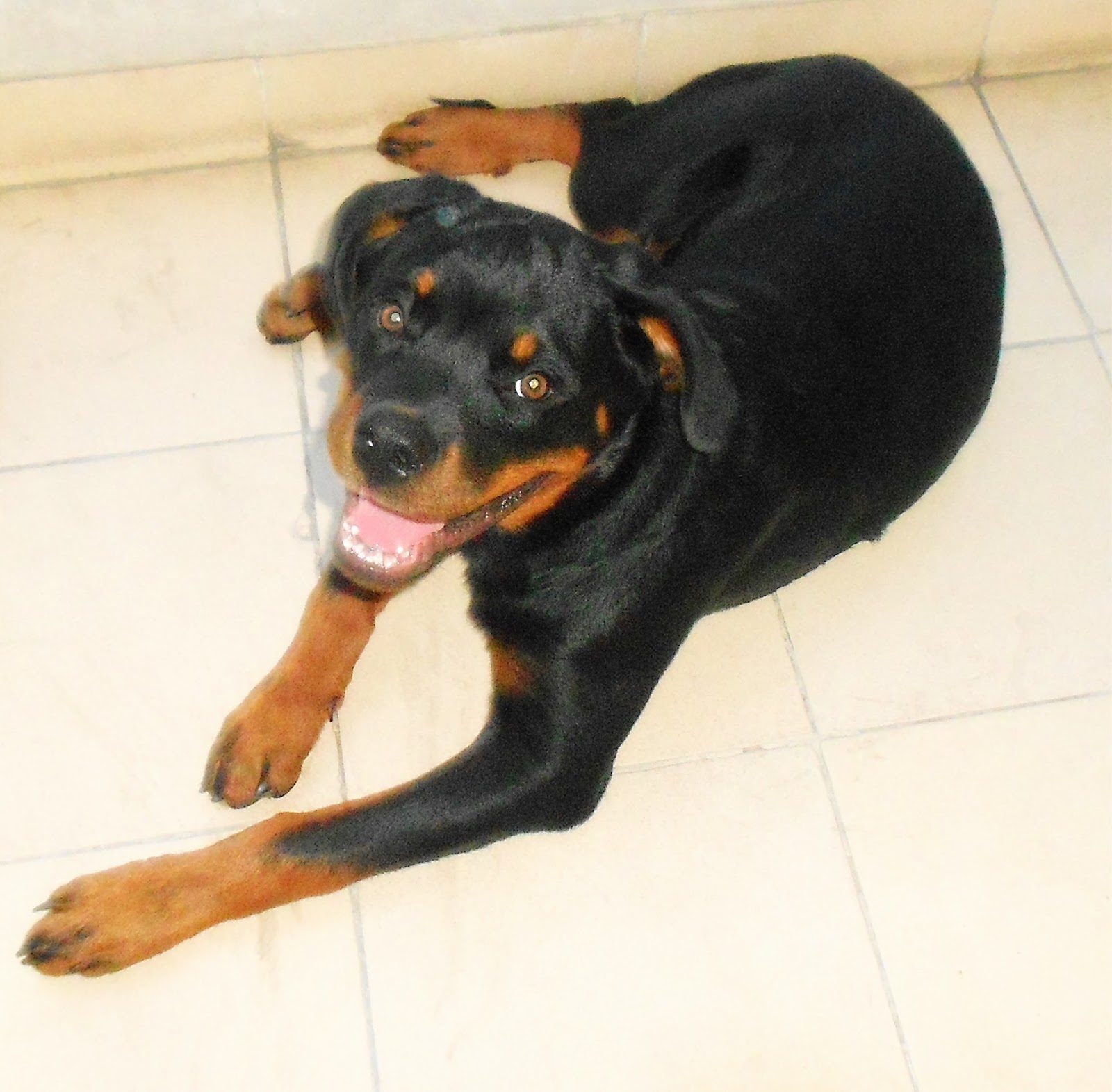 Leo - The Rottweiler: 5 Months Old Rottweiler Puppy