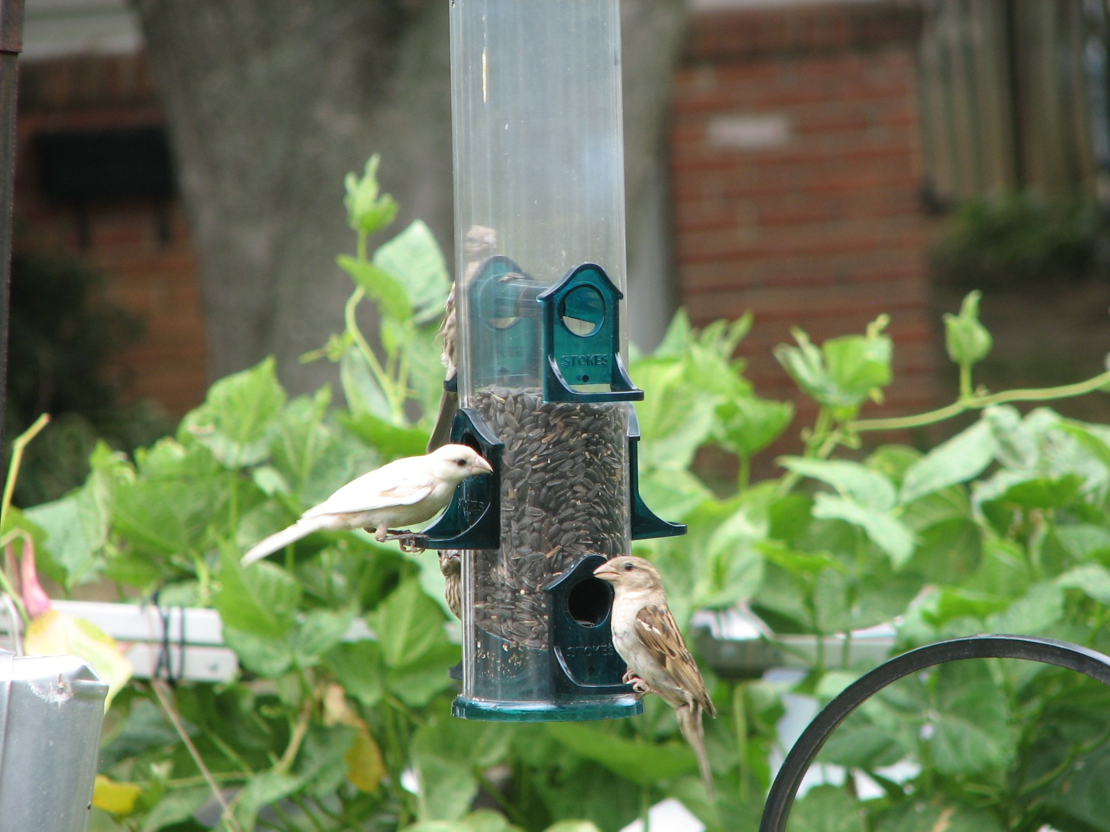 The Contented Naturalist: Ghost Bird Returns