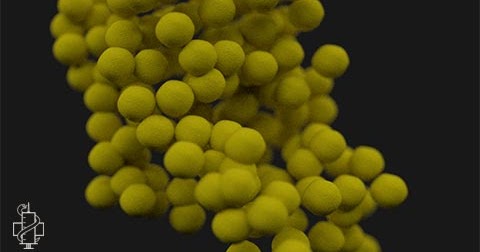 Medicinski fakultet Novi Sad: Zlatni stafilokok ili Staphylococcus aureus