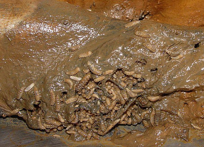 PERÍCIAS CRIMINAIS A TECNOLOGIA DO BEM: APOIO CIENTÍFICO