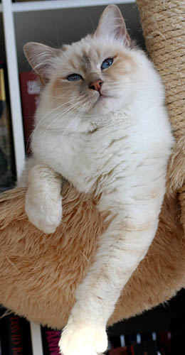 Valehto's Heliga Birma - Helig Birma, Katt, Katteri, Uppfödare, Lena ...