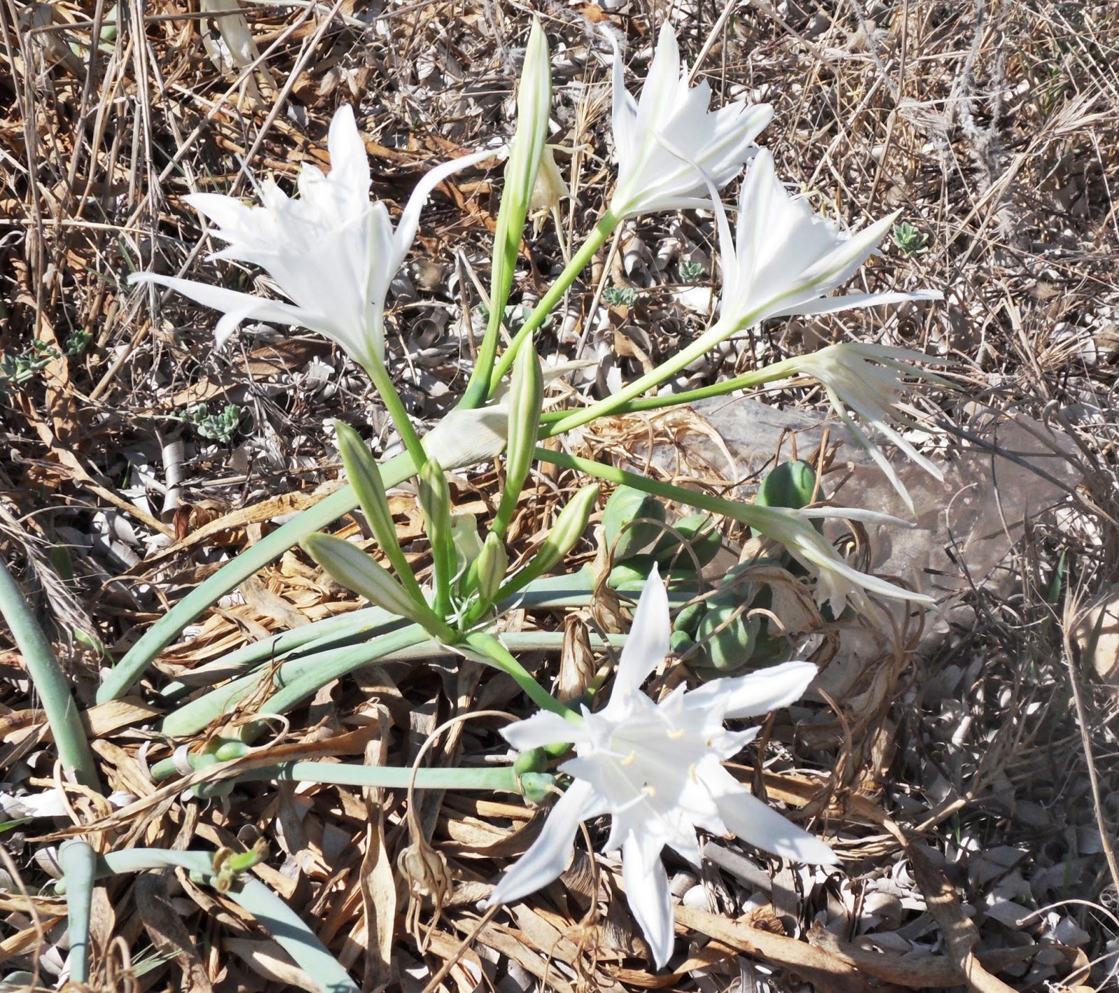 67 Not Out: The 1696 Mallorcan Castle Also Used In The Spanish Civil War