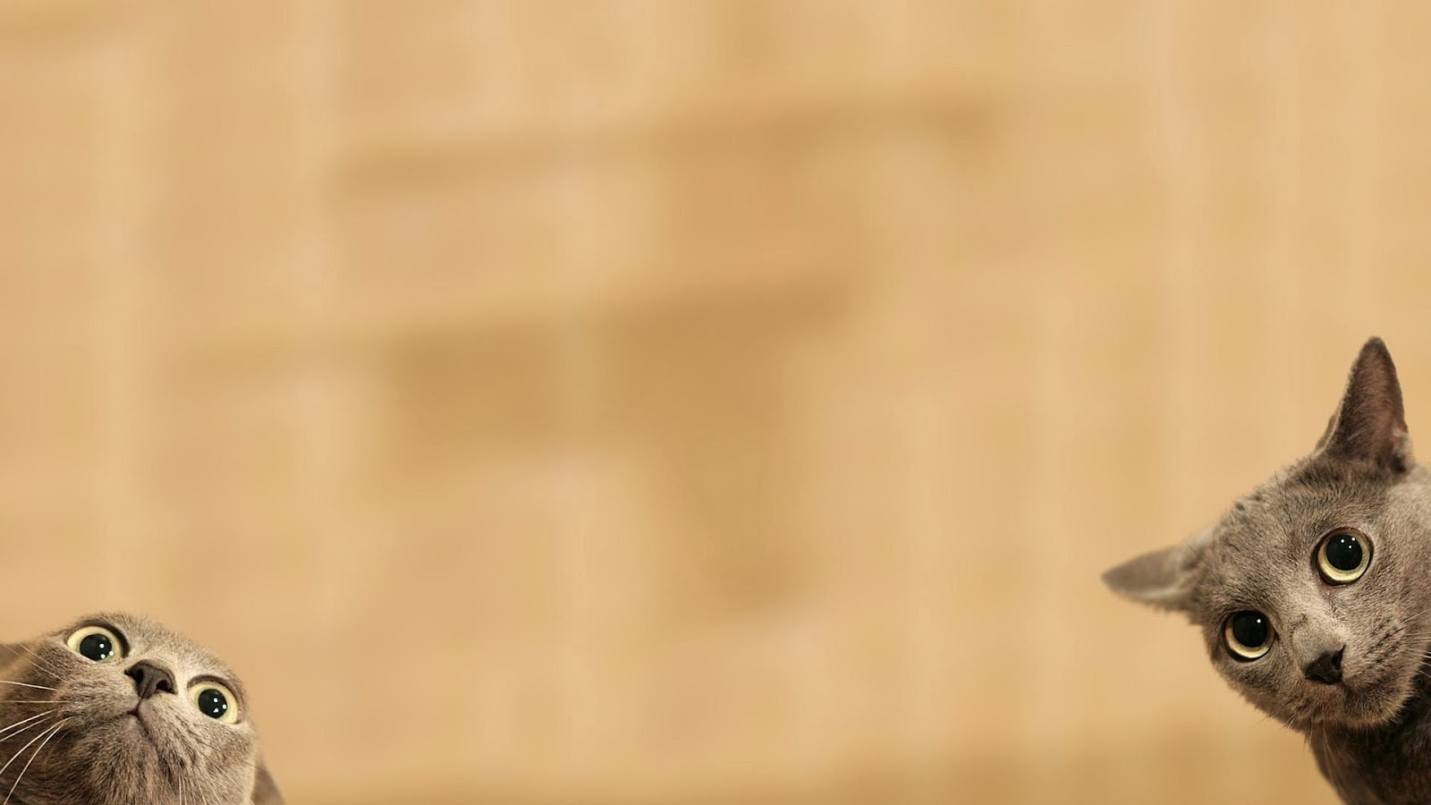 WALLPAPER KEREN 2 KUCING