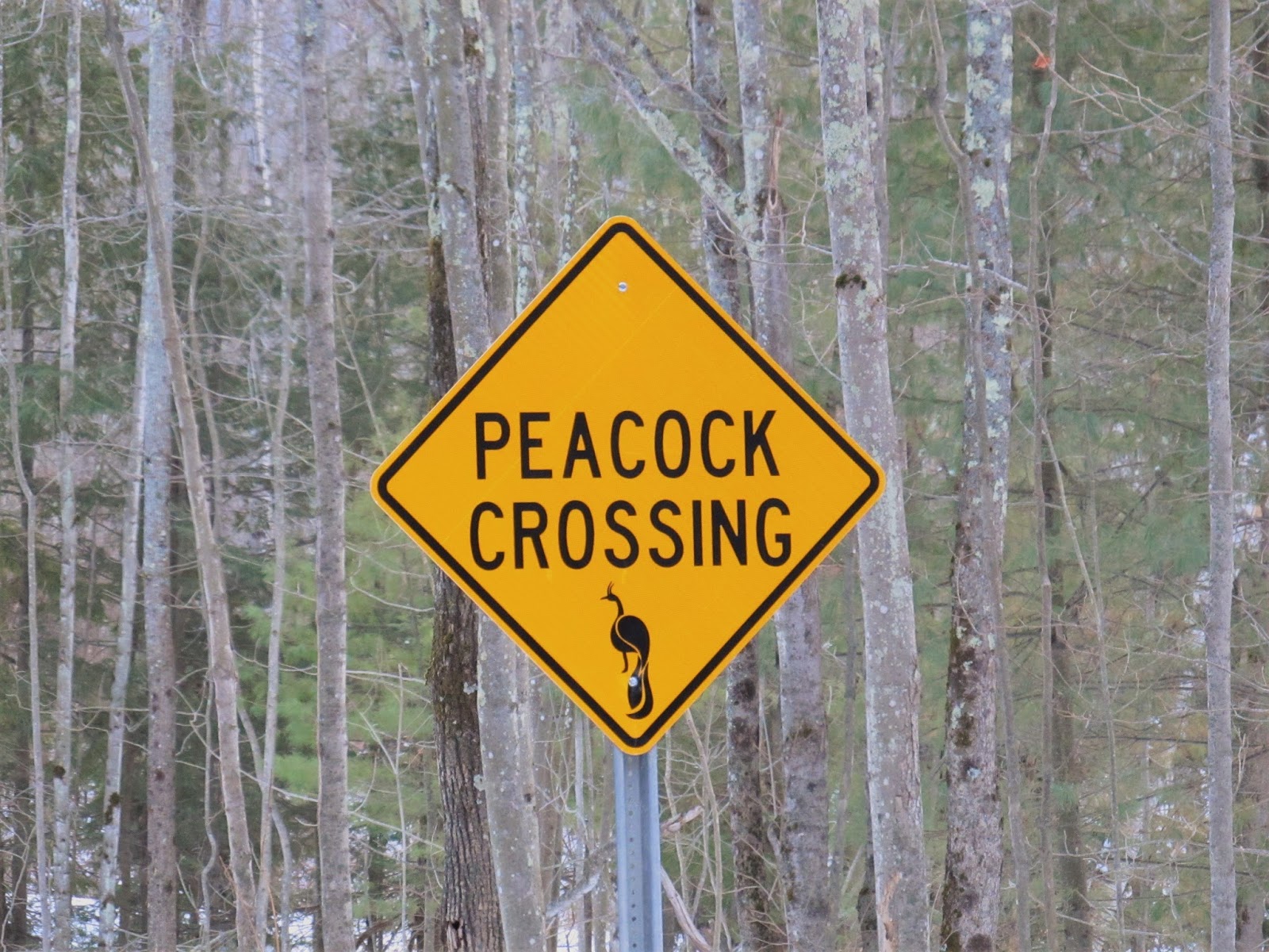 Meandering With Kelly: unique road signs