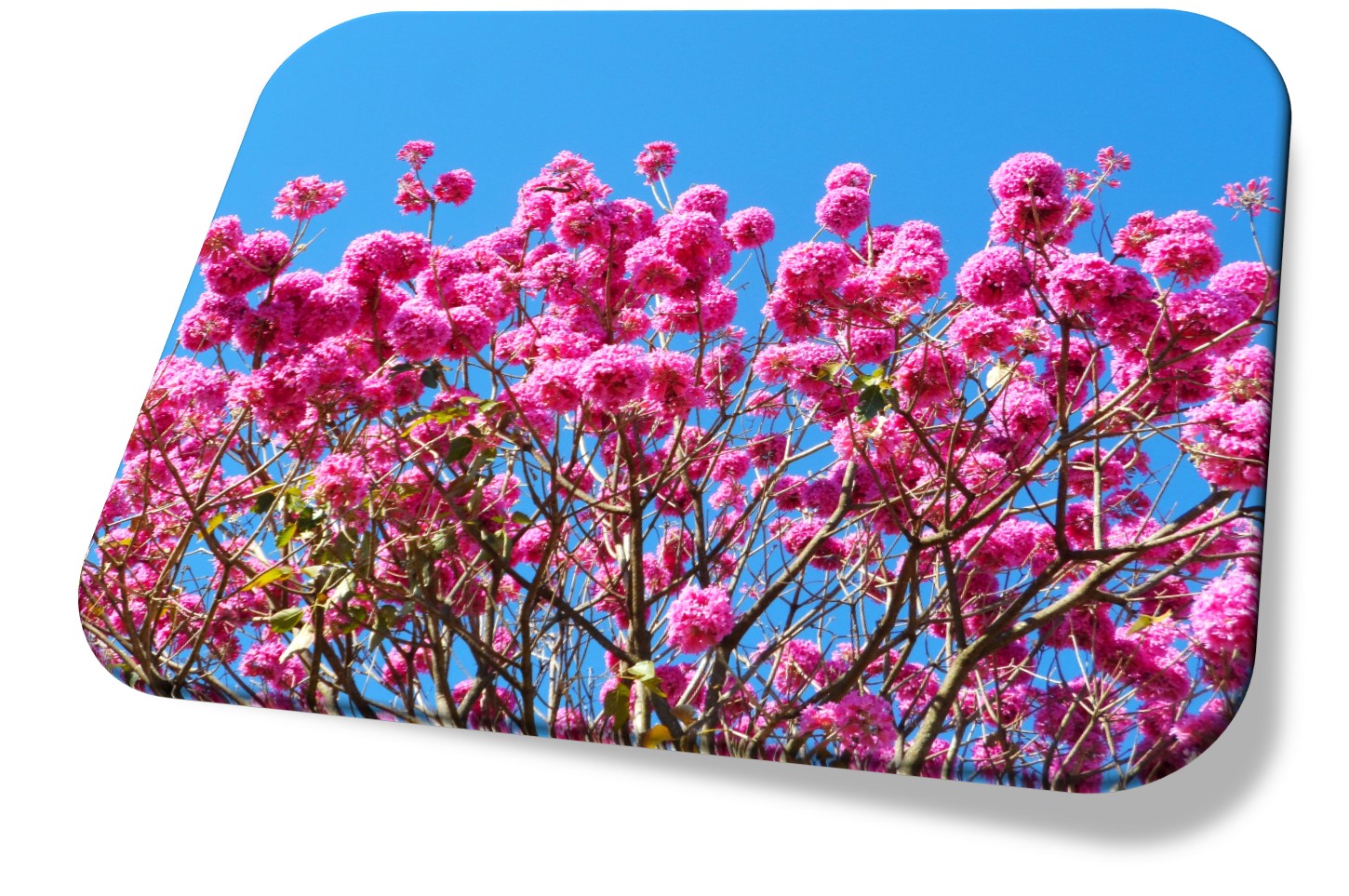 Ipê-roxo {Handroanthus impetiginosus (Mart. ex DC.) Mattos} | A planta ...