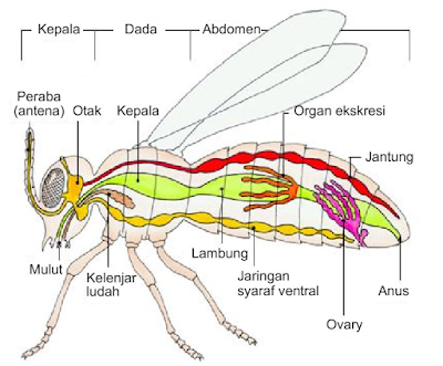 Kingdom Animalia : Filum Arthropoda dan Echinodermata - MAHKOTA SAINS