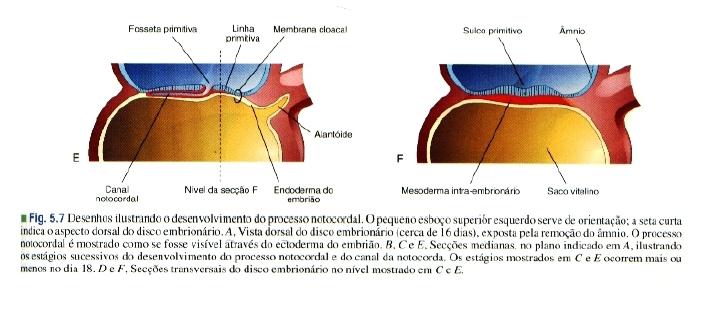 BIOMEDICINA-FARMÁCIA: TERCEIRA SEMANA DO DESENVOLVIMENTO HUMANO