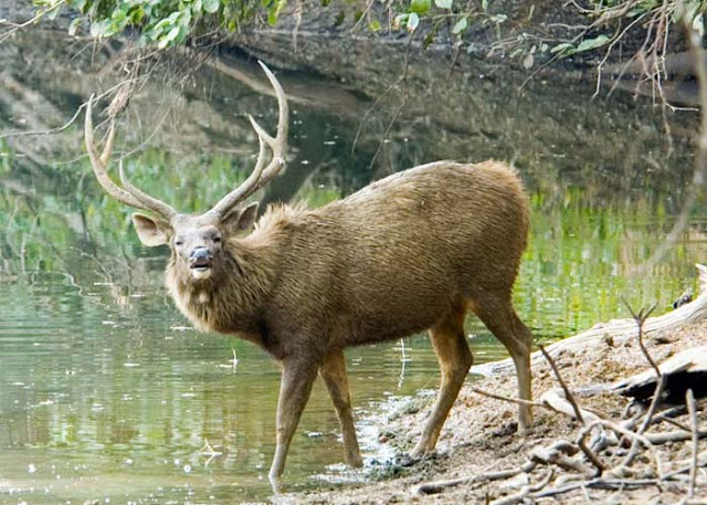 இவன் சதீஸ்: மிளா (Sambar Deer)