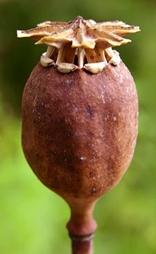 CURIOSIDADES CIENTÍFICAS : Frutos secos dehiscentes (simples)