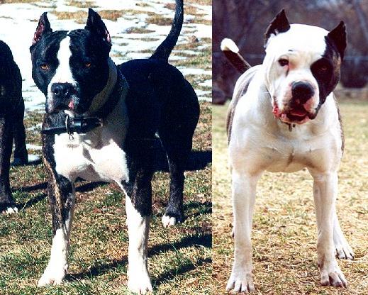 El Bandog - Perros Game